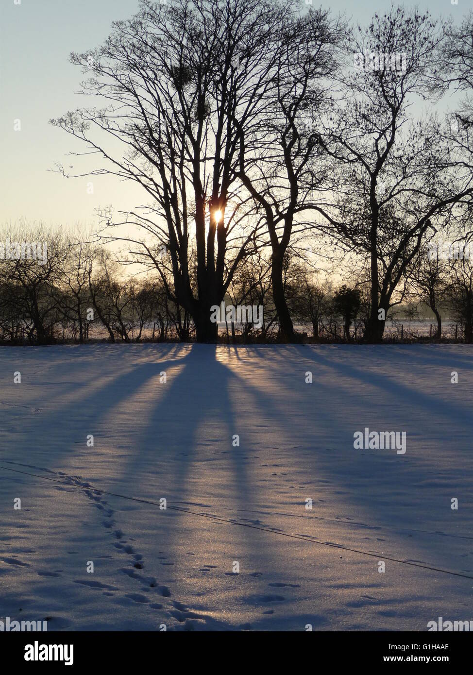 Late afternoon sunlight casting shadows of trees on a snowy field Stock ...