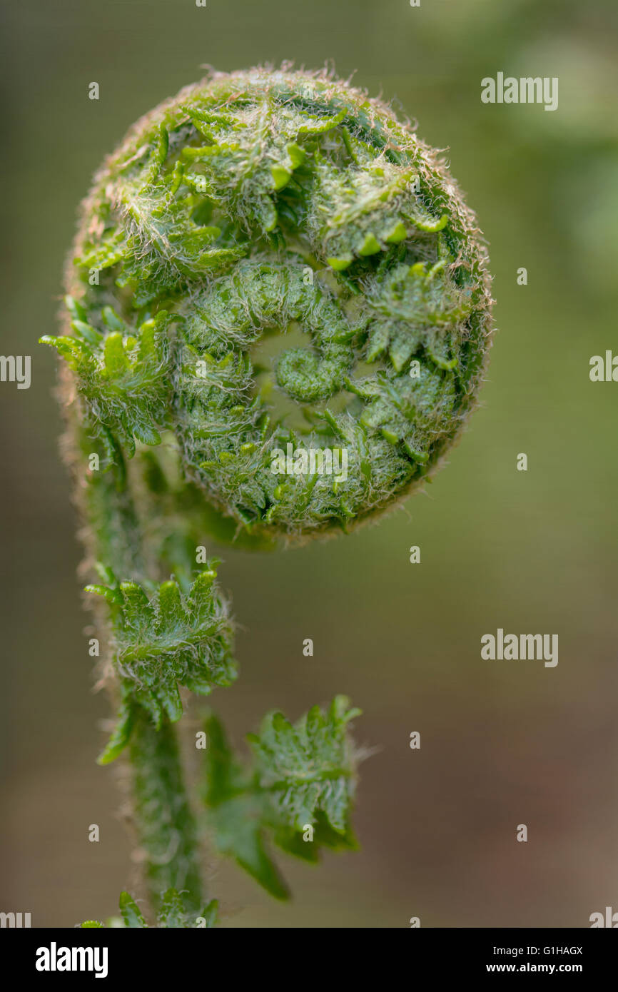 Curled bracken hi-res stock photography and images - Alamy
