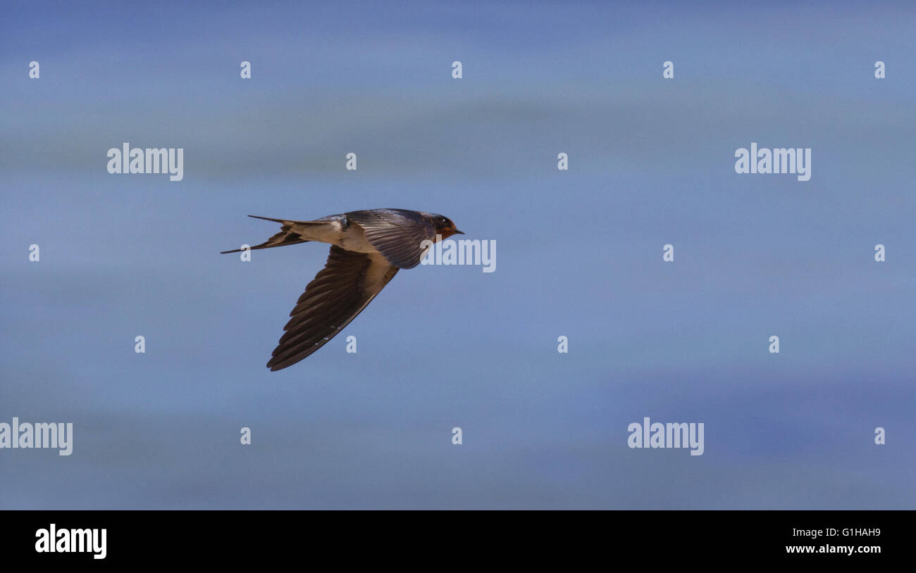 Barn swallow flight hi-res stock photography and images - Alamy