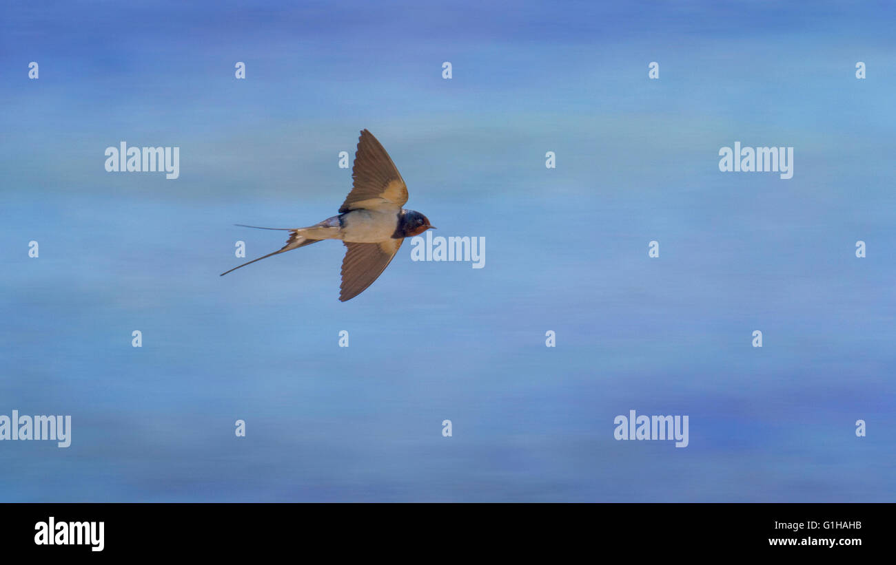 Barn swallow flight hi-res stock photography and images - Alamy