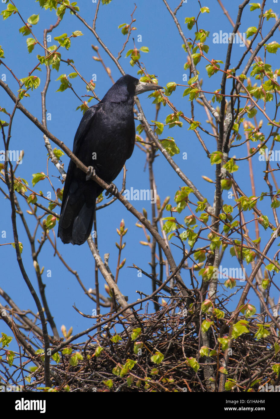 Rook nest hi-res stock photography and images - Alamy