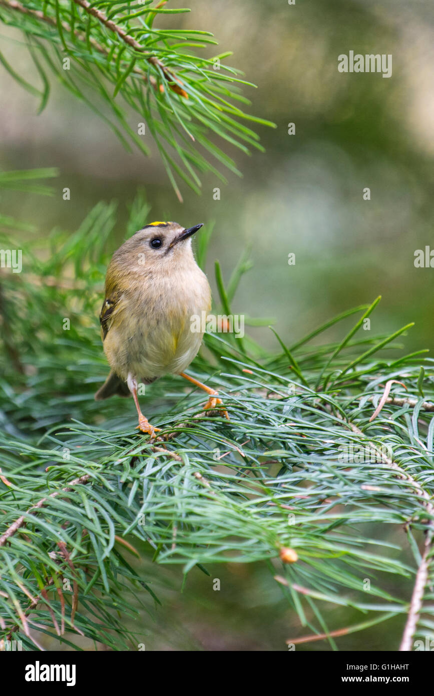 Goldcrest portrait hi-res stock photography and images - Alamy