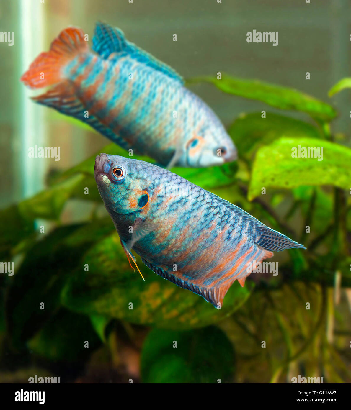 Two aquarium fish swimming circling around each other Stock Photo - Alamy