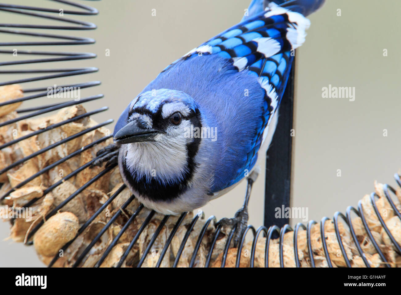 Blue jay (Cyanocitta cristata) at feeder, Spring migration at Magee ...
