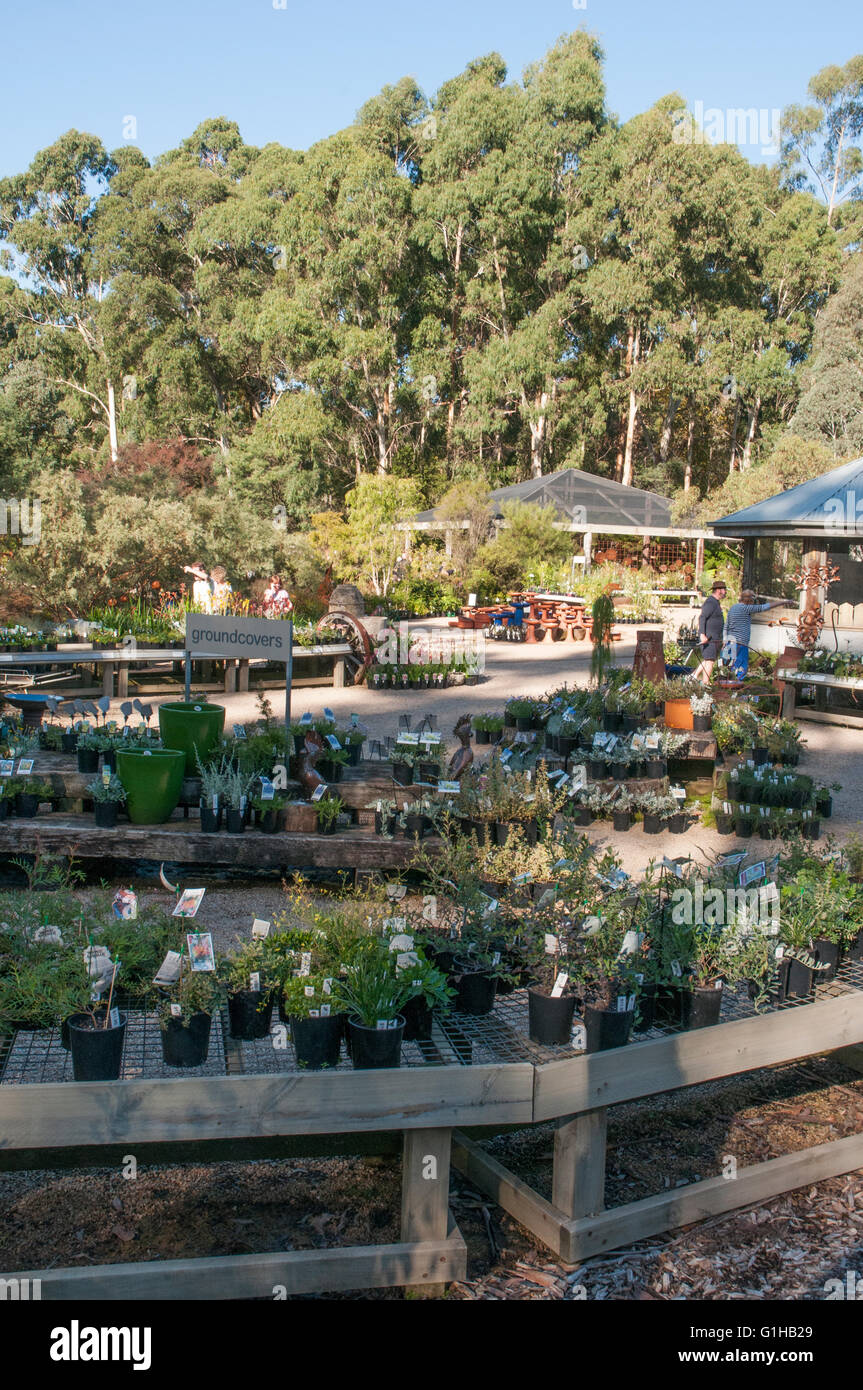 Australian native plants hi-res stock photography and images - Alamy