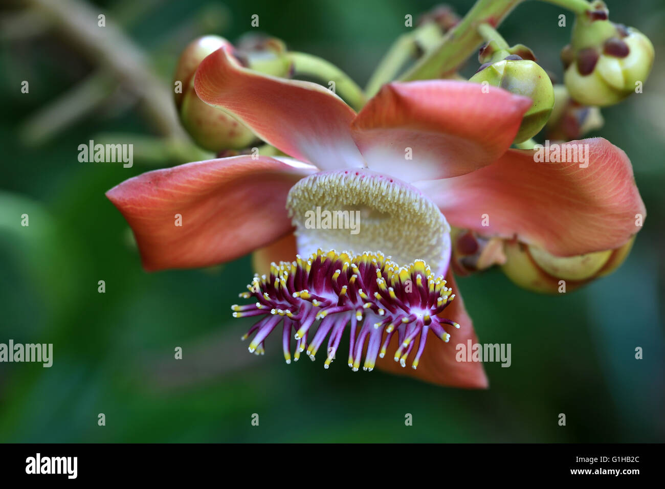 Flower of the cannon ball tree hi-res stock photography and images - Alamy