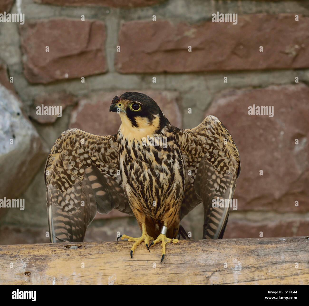 Claws garden bird hi-res stock photography and images - Alamy
