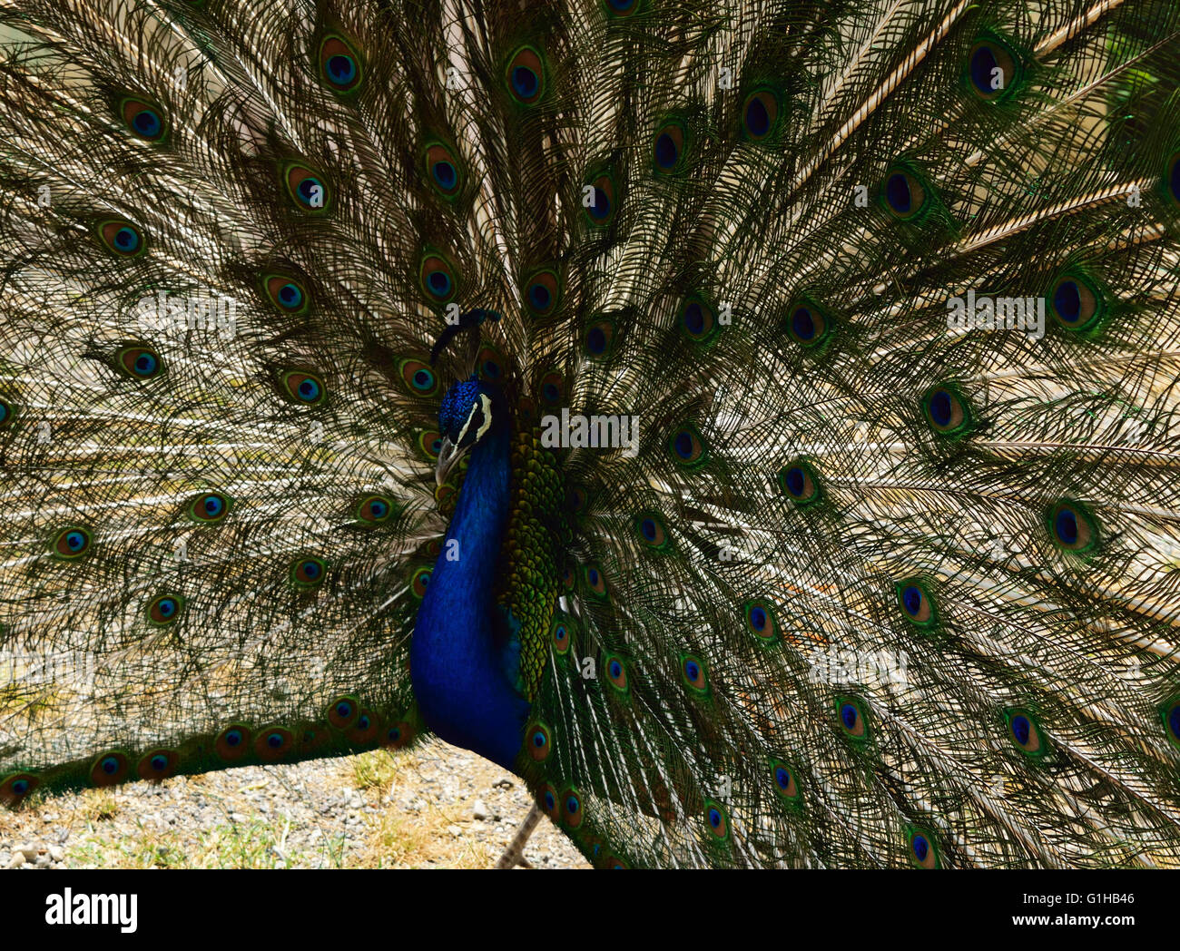 Peacock feather rose hi-res stock photography and images - Alamy