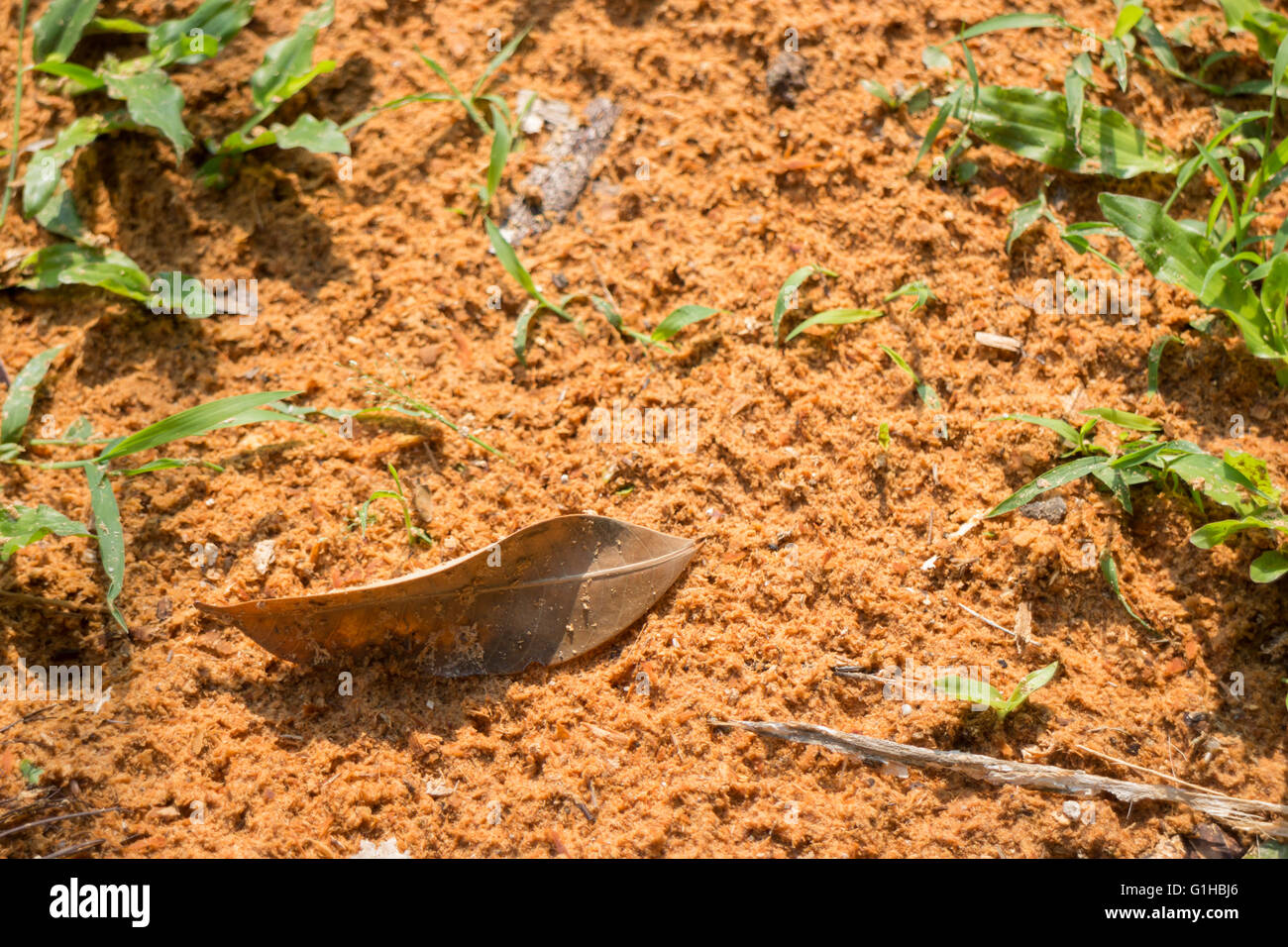 Nature texture of wood sawdust from tree, stock photo Stock Photo - Alamy