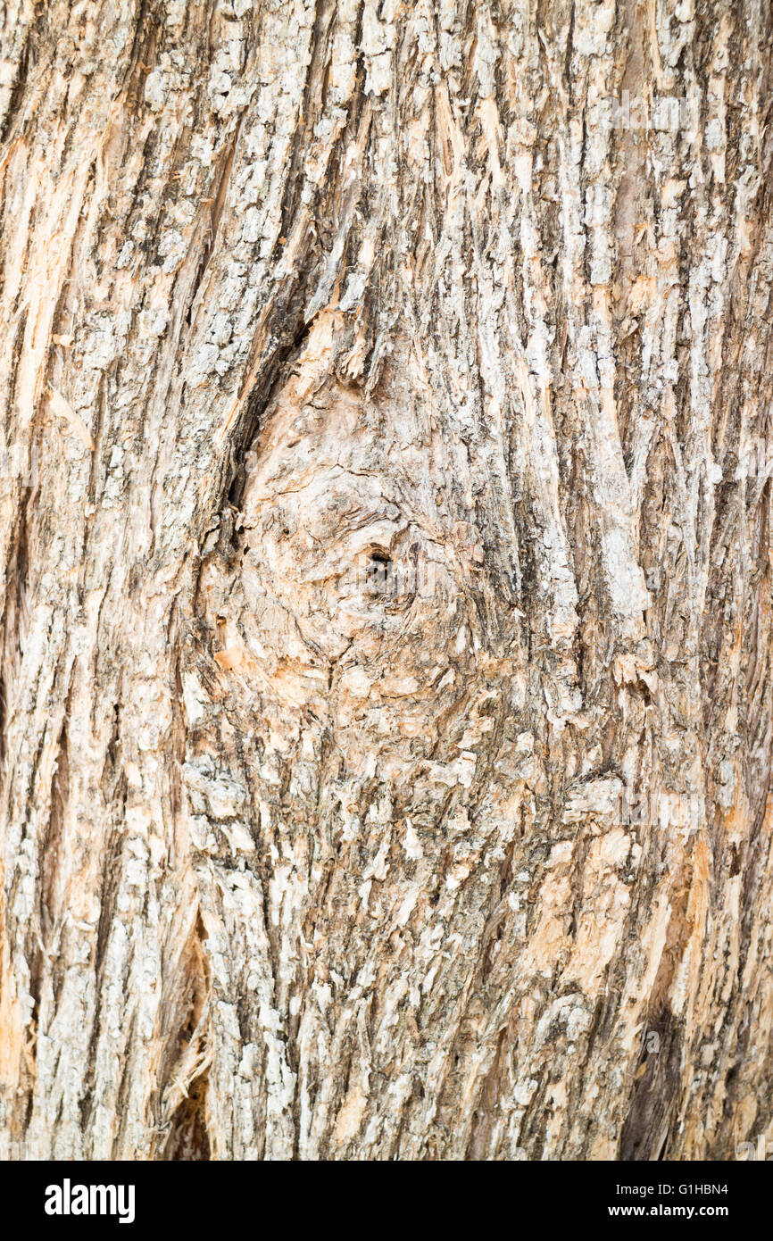 Classic old wooden texture background, stock photo Stock Photo - Alamy