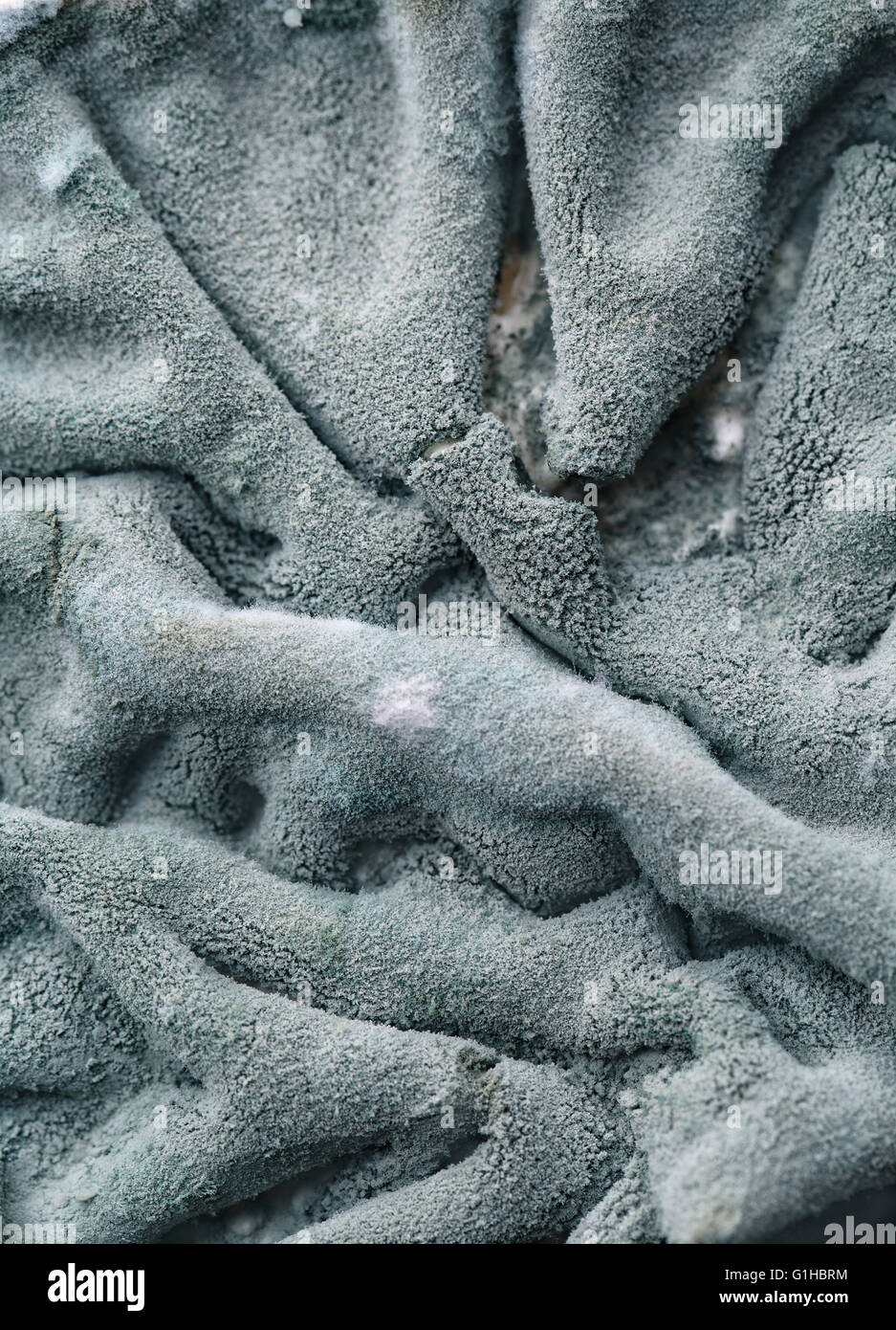 Dark grey or Black Mold Fungus growing on old cheese Stock Photo - Alamy