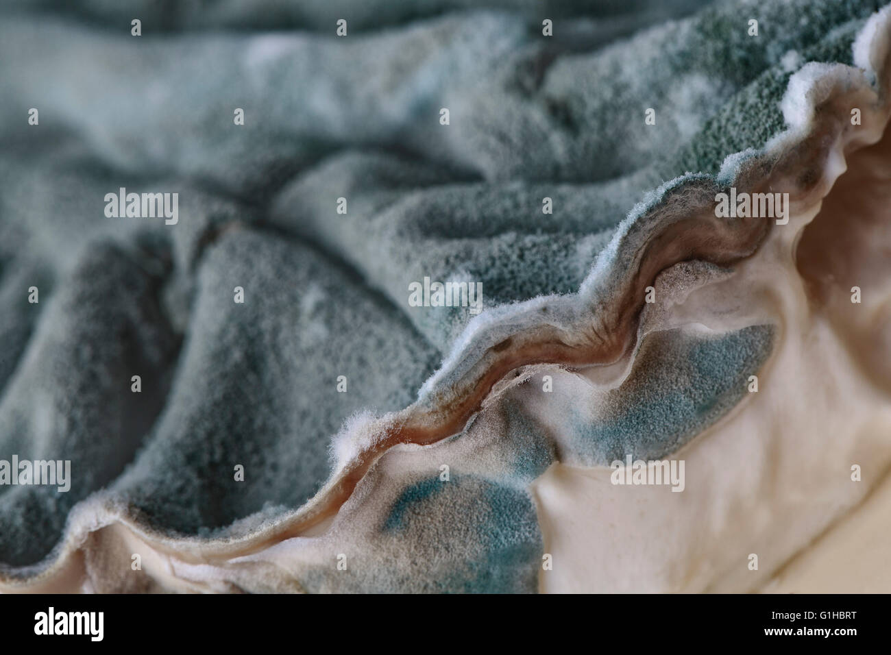 Black mold hi-res stock photography and images - Alamy