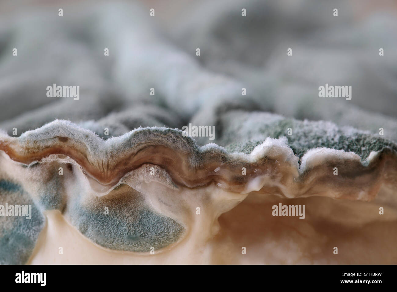 Dark grey or Black Mold Fungus growing on old cheese Stock Photo - Alamy