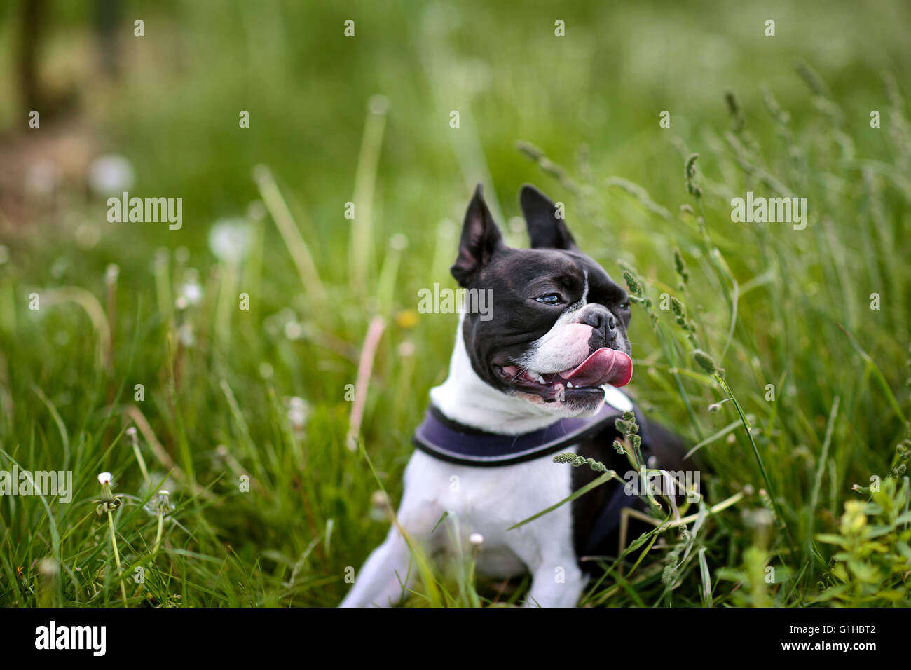 Taking a Boston Terrier for a walk in Spring Stock Photo - Alamy