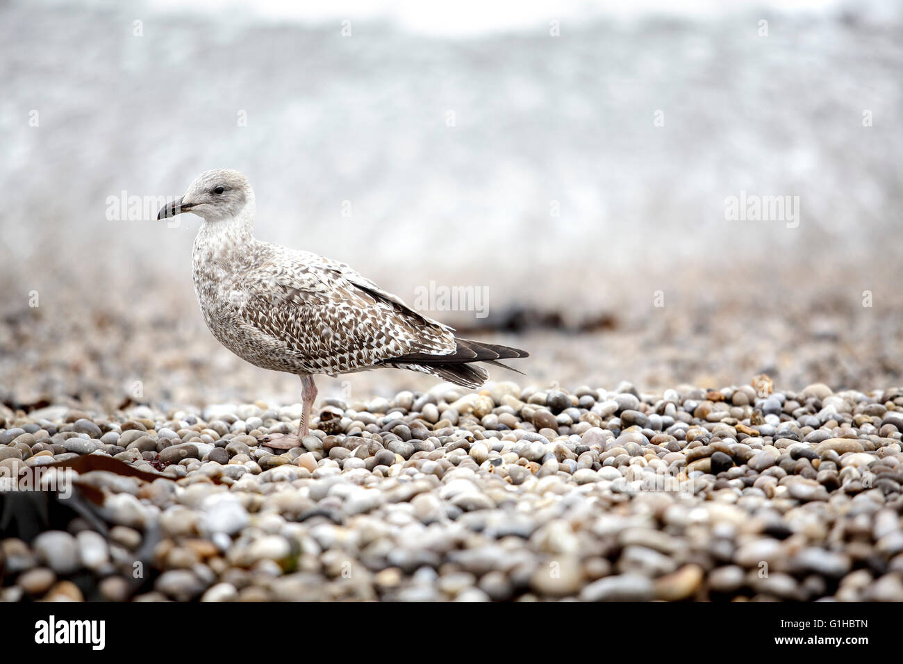 Small brown Seagull at the beach in Normandy France Stock Photo - Alamy