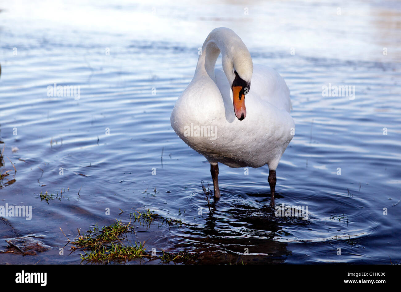Schwan im wasser hi-res stock photography and images - Alamy
