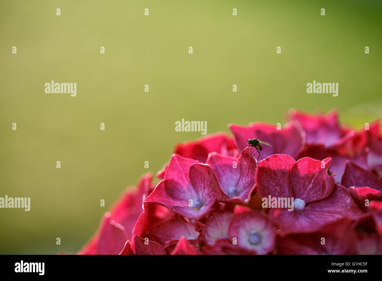 Red hortensia hi-res stock photography and images - Alamy