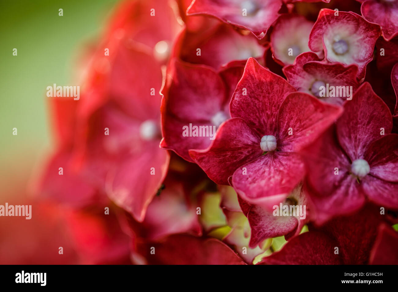 Red hortensia flowers close hi-res stock photography and images - Alamy