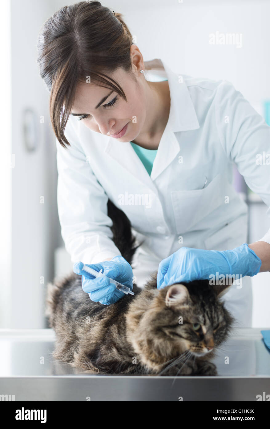 Veterinarian giving an injection to a cat on a surgical table ...