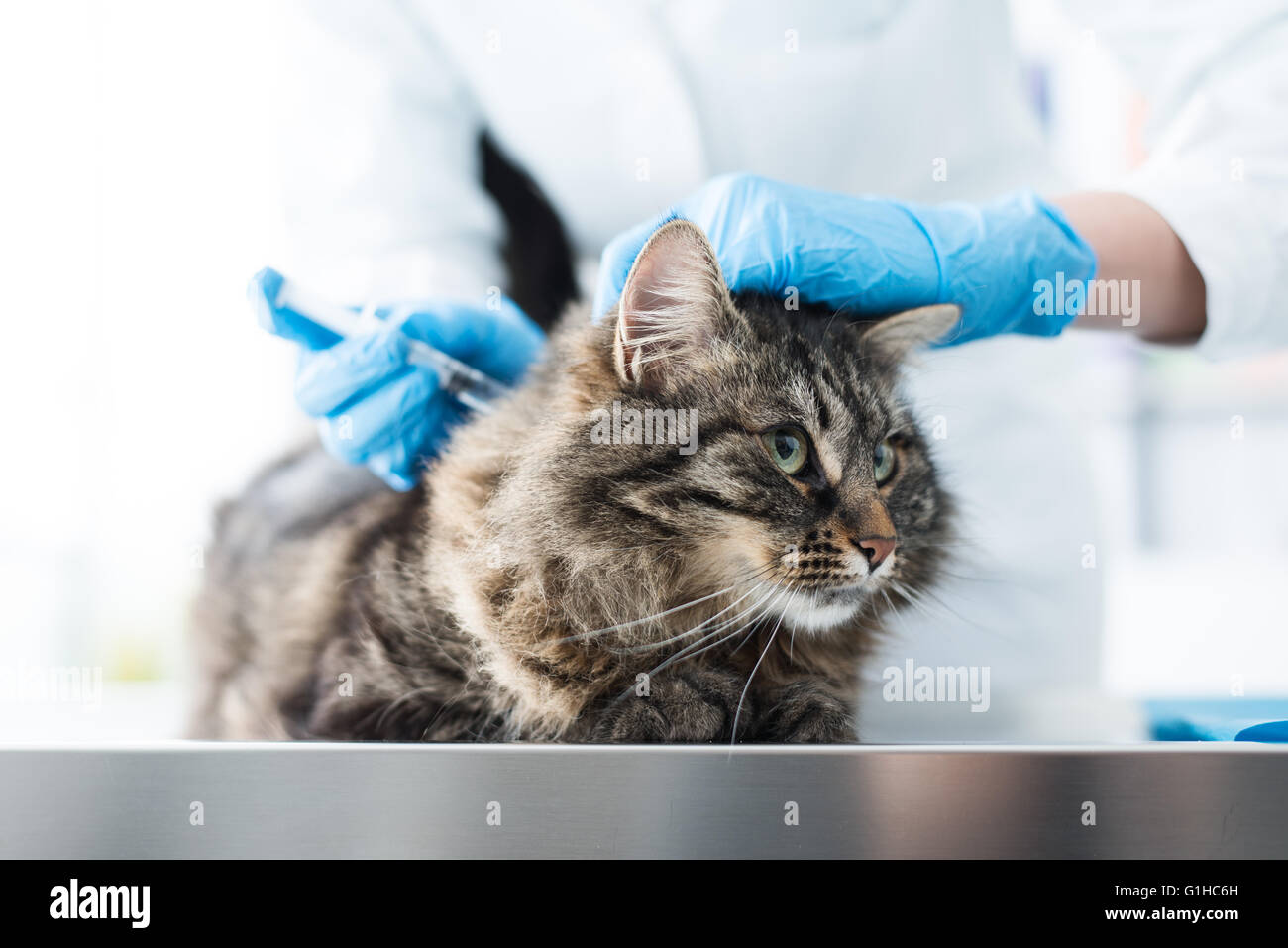 Veterinarian giving an injection to a cat on a surgical table ...
