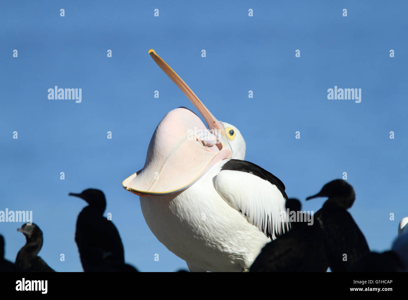 An Australian Pelican, Pelecanus conspicillatus, stretching its bill ...