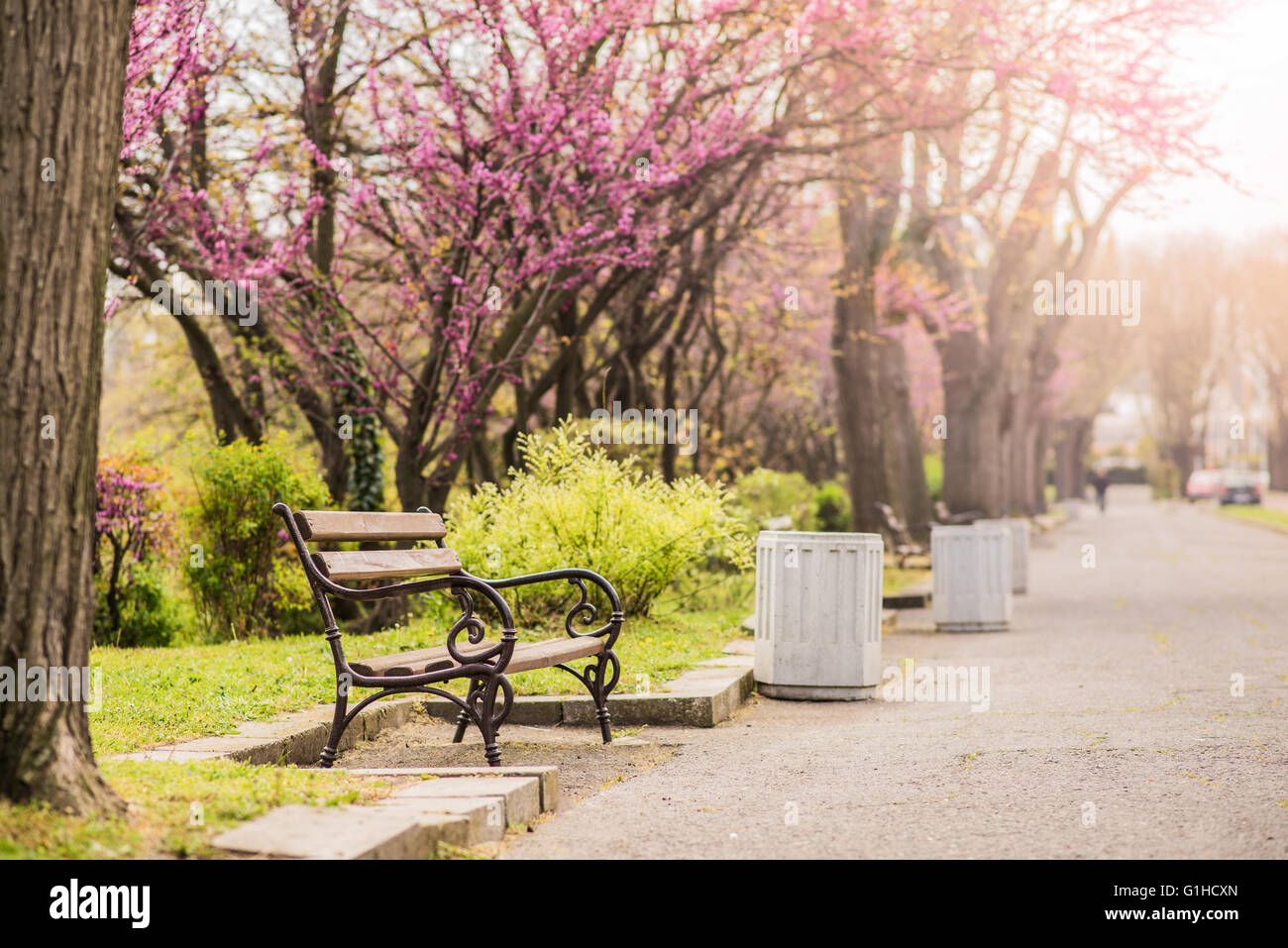 Park lane with beautiful purple trees and benches Stock Photo - Alamy