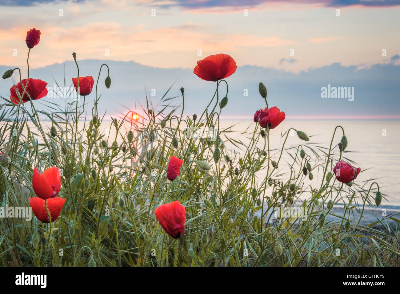 Poppies on the beach hi-res stock photography and images - Alamy