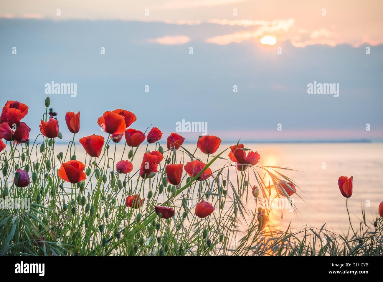 Poppies on the beach hi-res stock photography and images - Alamy