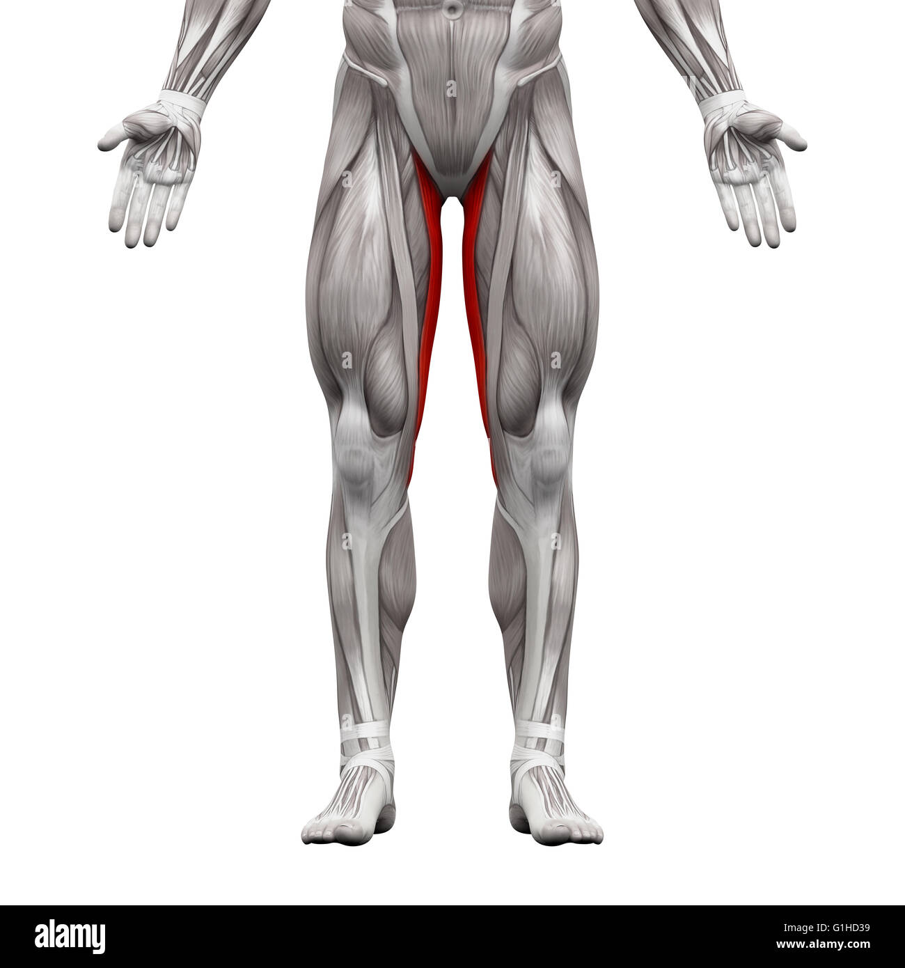 Gracilis Muscle - Anatomy Muscles isolated on white - 3D illustration ...