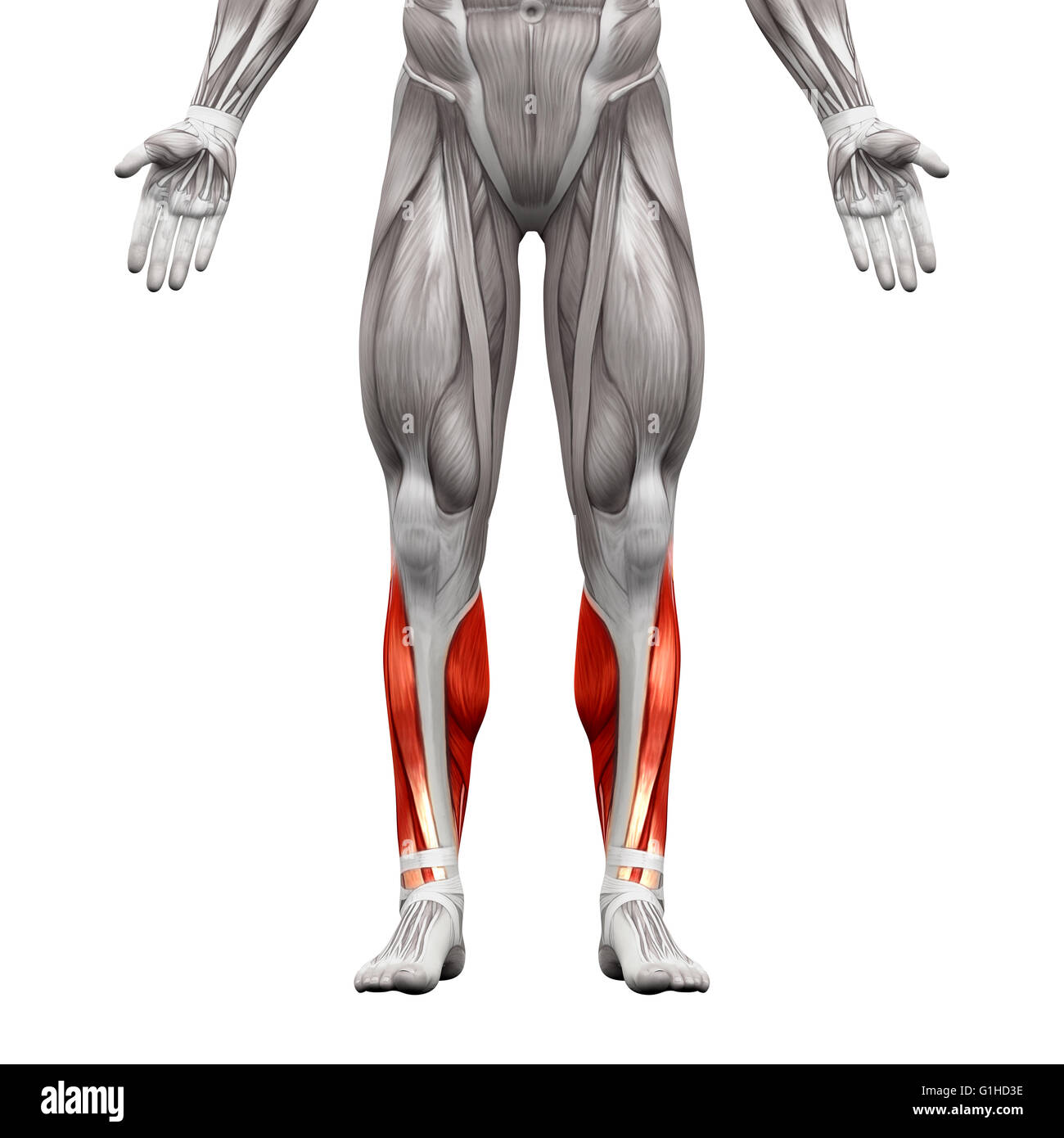 Calf Muscles - Anatomy Muscles isolated on white - 3D illustration ...