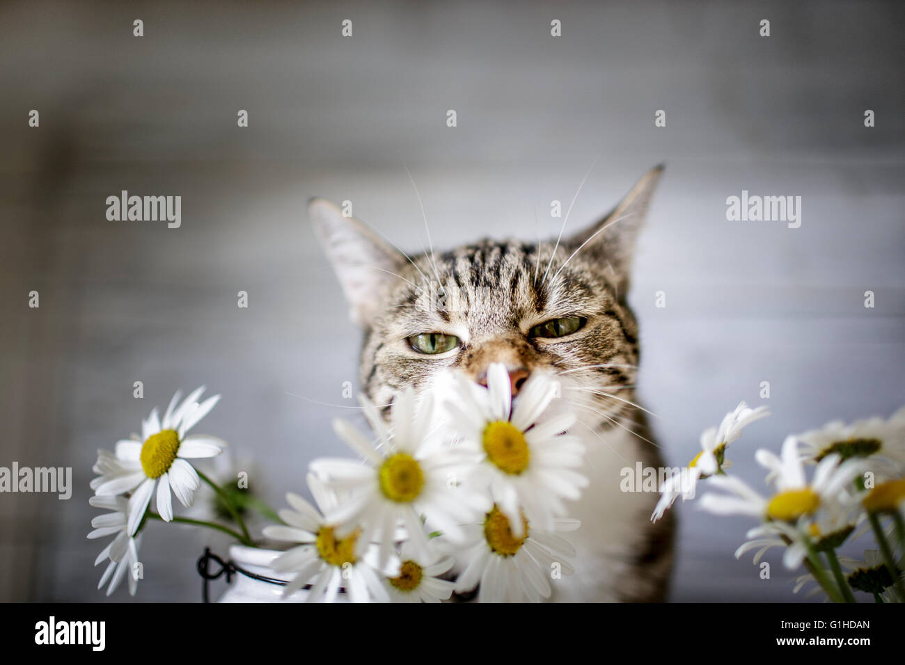 Cat Studio Portrait with Daisy Flowers Stock Photo - Alamy