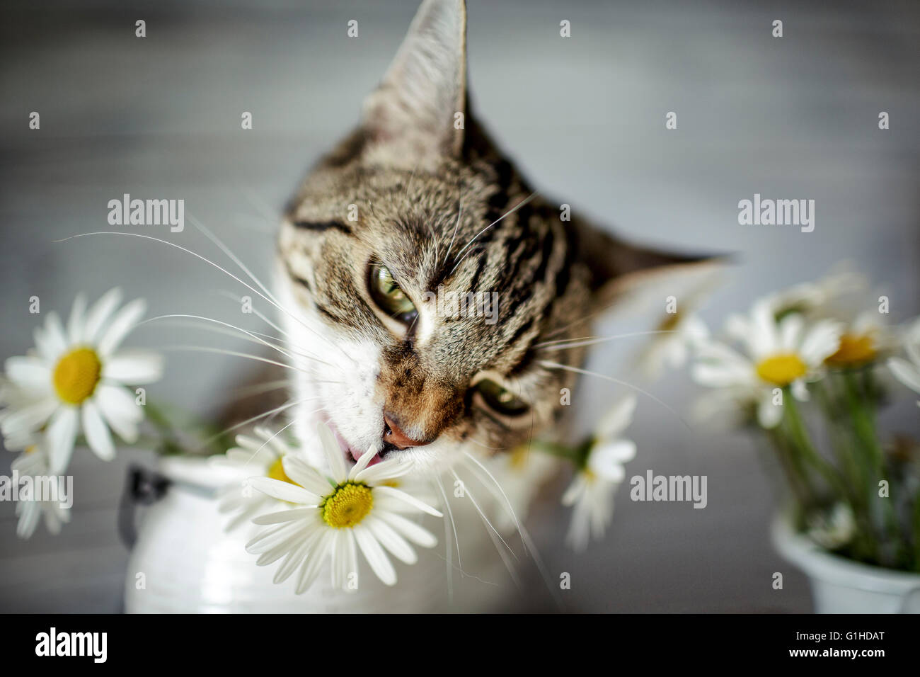 Cat Studio Portrait with Daisy Flowers Stock Photo - Alamy