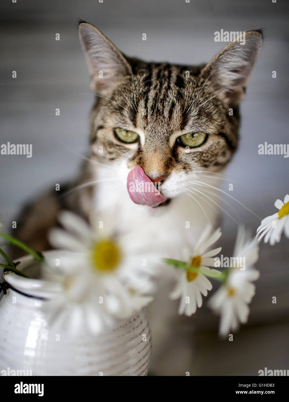 Cat Studio Portrait with Daisy Flowers Stock Photo - Alamy