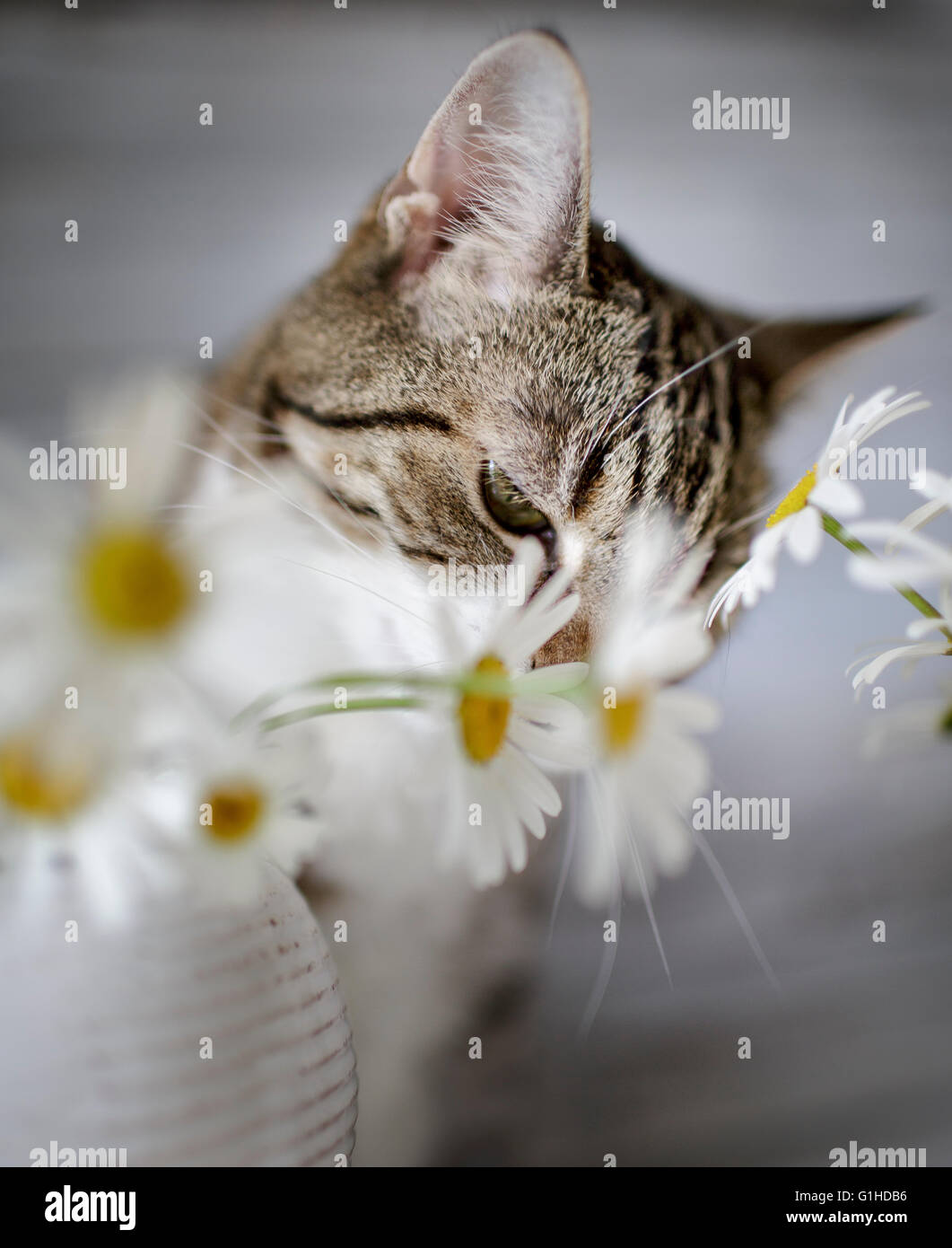 Cat Studio Portrait with Daisy Flowers Stock Photo - Alamy