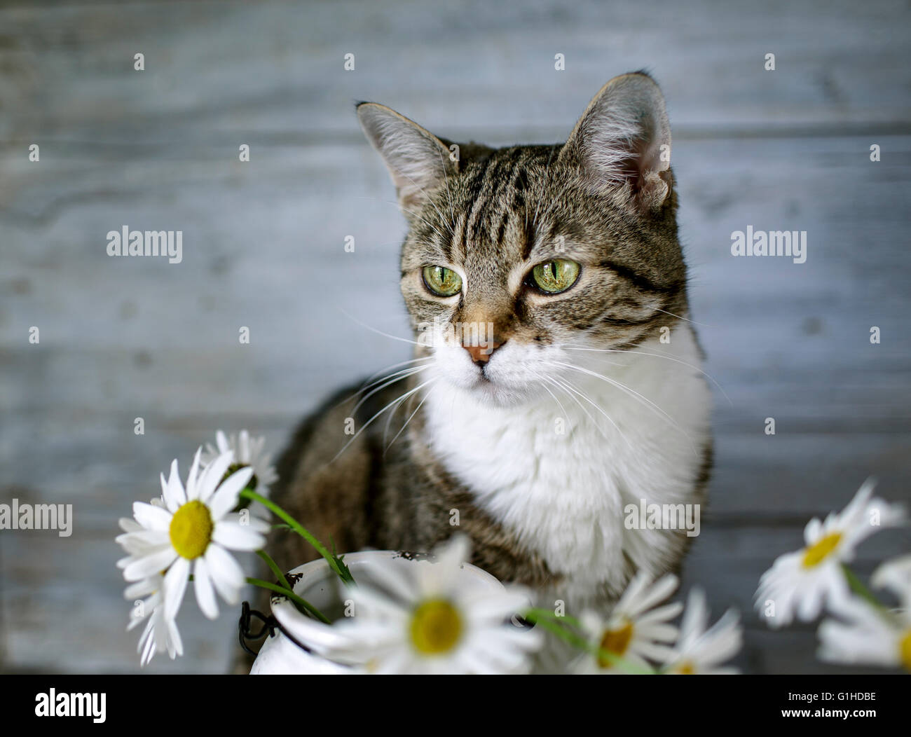 Cat Studio Portrait with Daisy Flowers Stock Photo - Alamy
