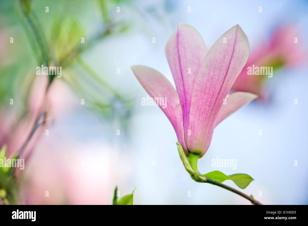 Flowering magnolia tree densely covered with beautiful fresh pink ...