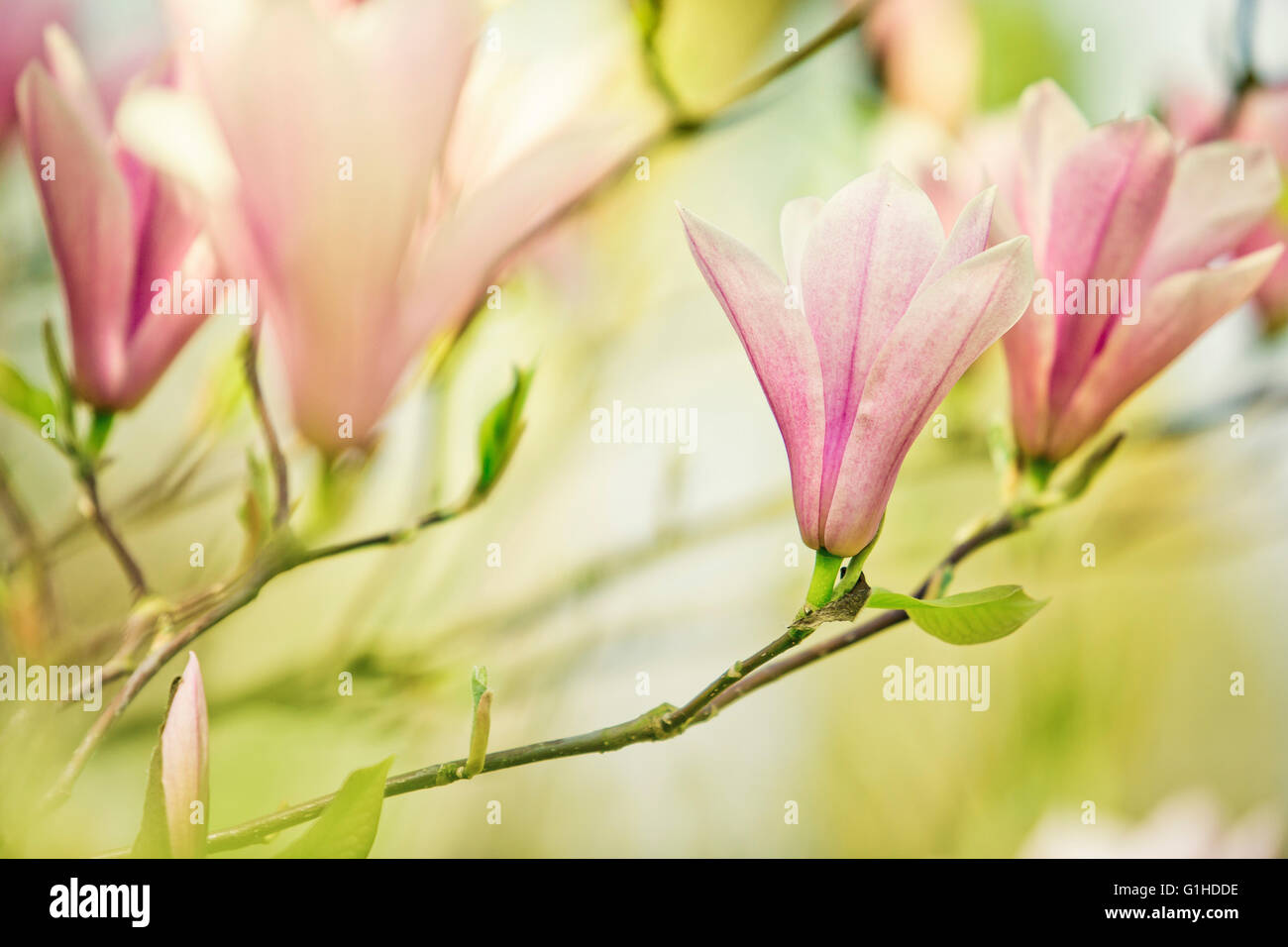 Flowering magnolia tree densely covered with beautiful fresh pink ...