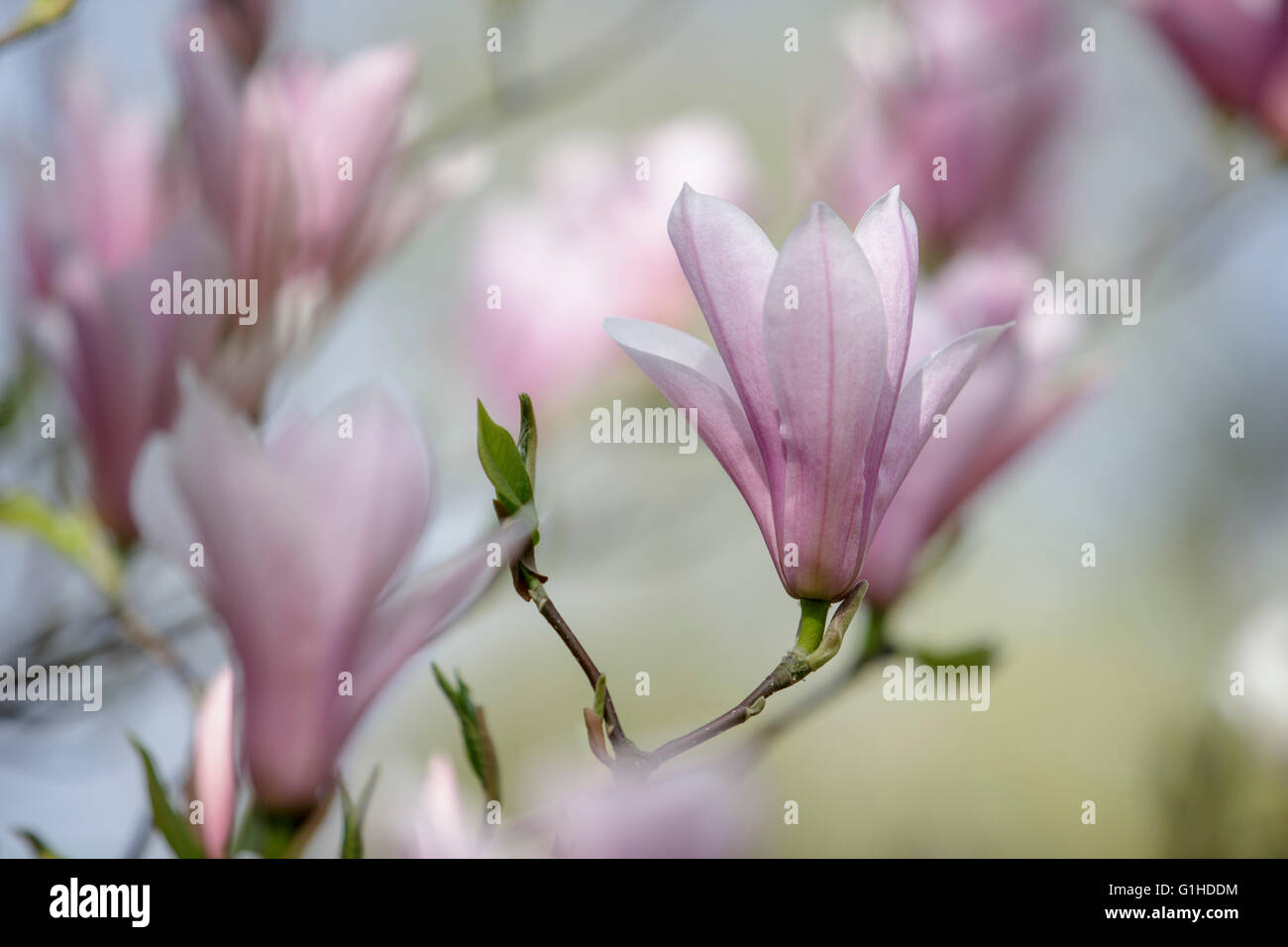 Flowering magnolia tree densely covered with beautiful fresh pink ...