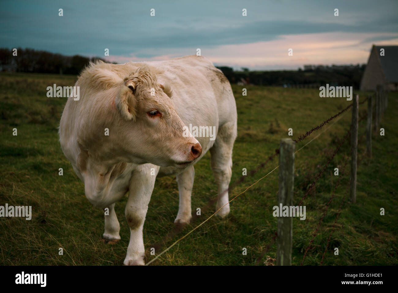 Grazing french Charolais Cattle on the range near the cliffs in ...