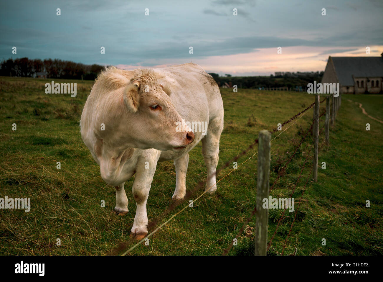 Grazing french Charolais Cattle on the range near the cliffs in ...