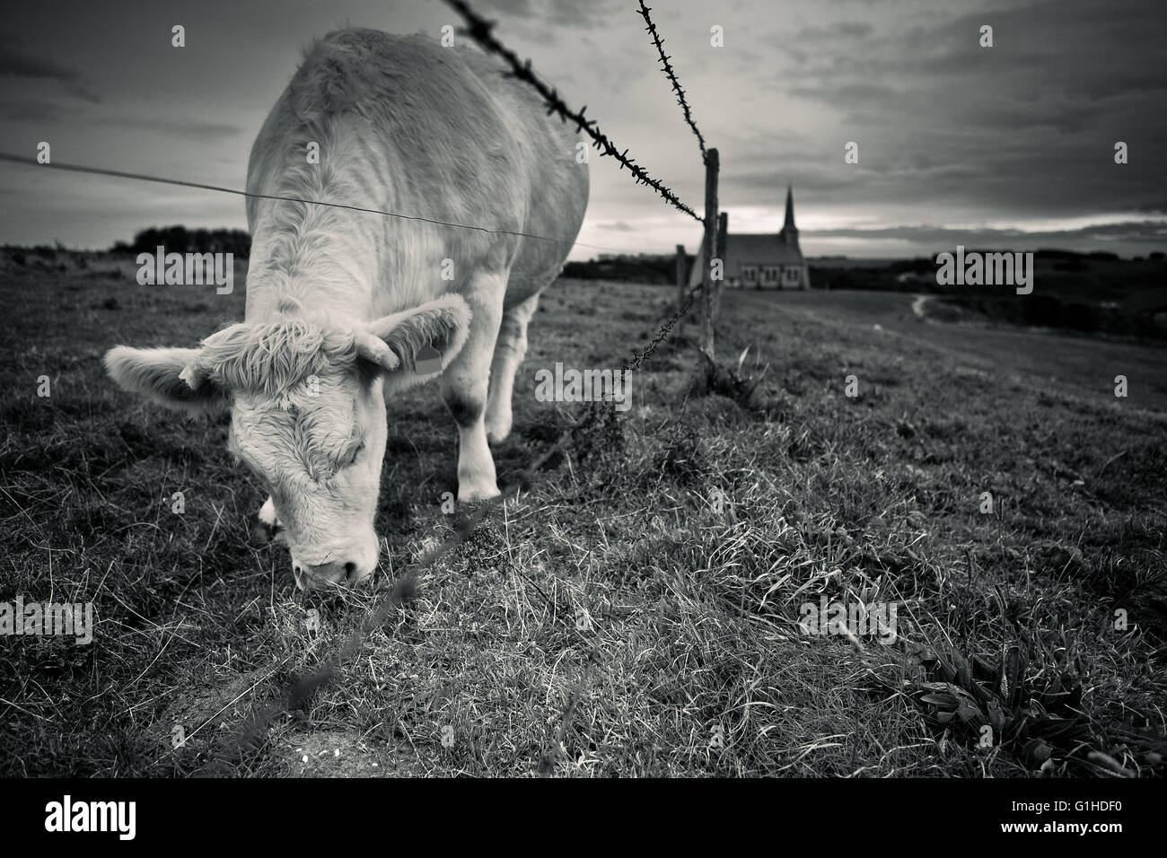 Grazing french Charolais Cattle on the range near the cliffs in ...