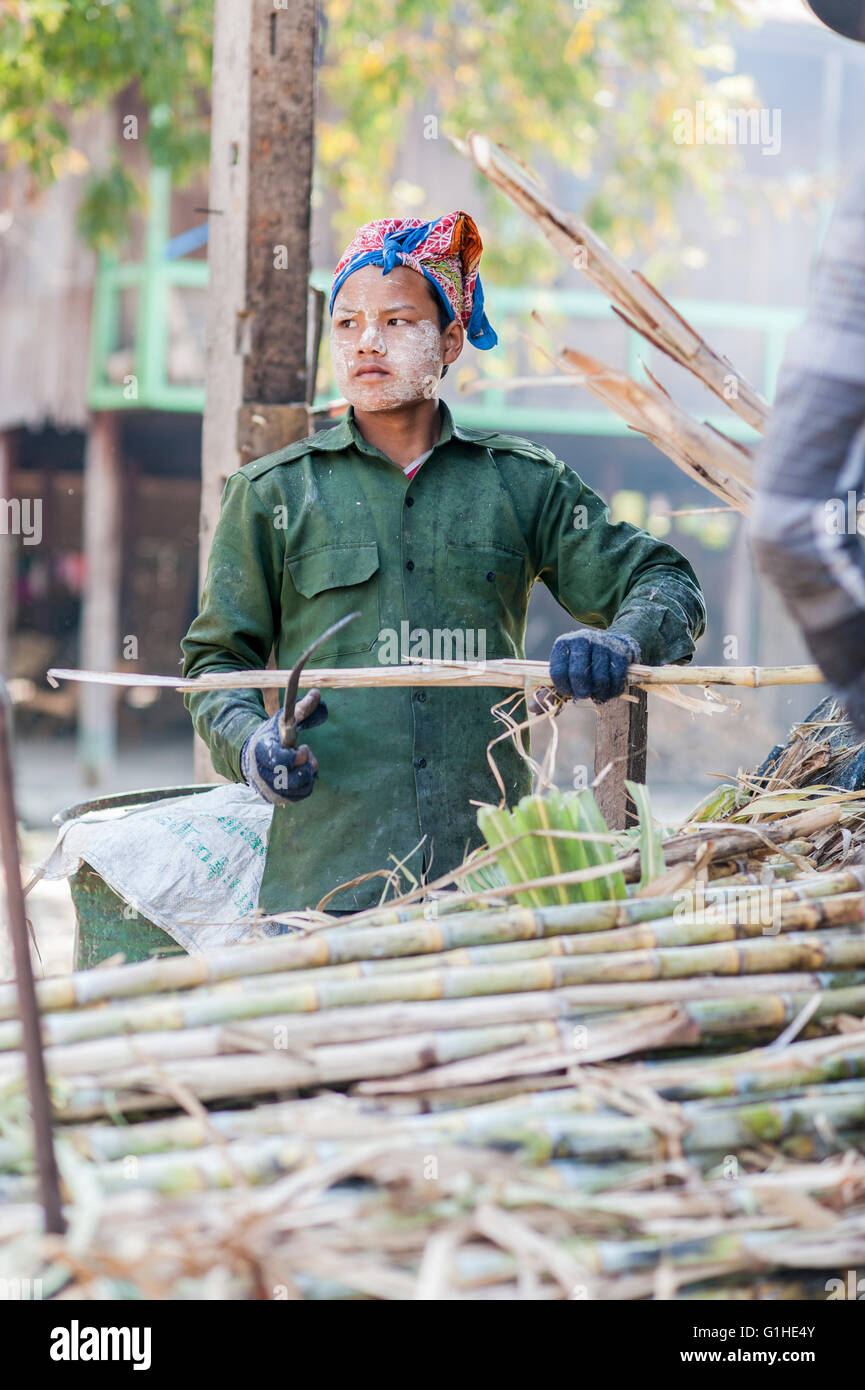 Young Burmese man with tanaka on his face working on a small sugar cane ...