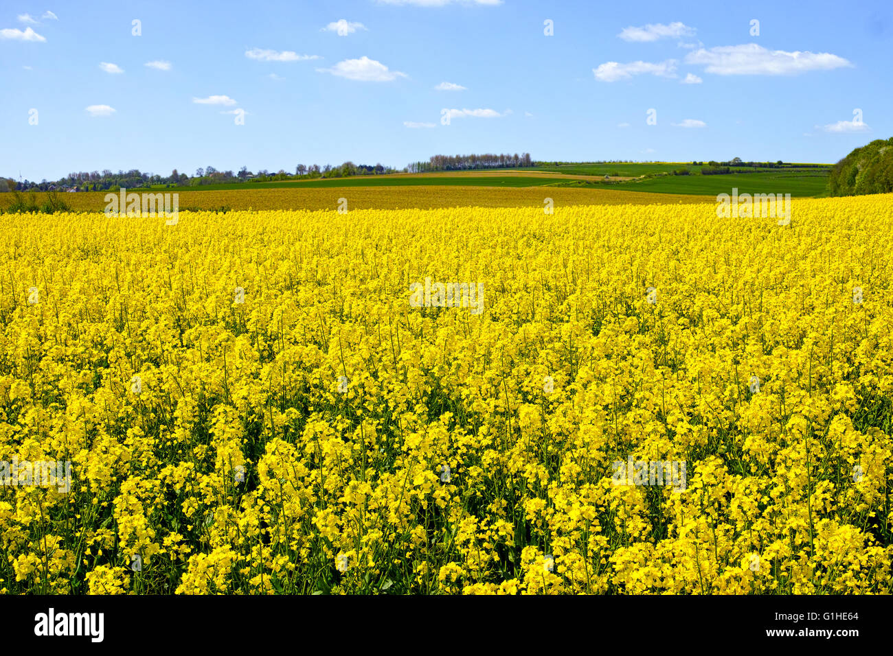 Cultivated colorful raps field in France Normandy Stock Photo - Alamy