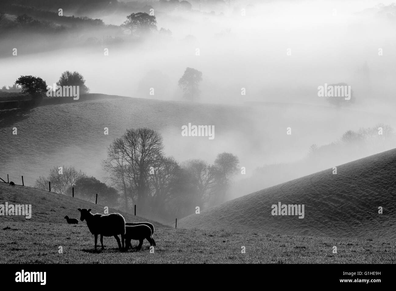 sheep in morning mist near Dunsford,Devon,Spring lambs in morning mist ...