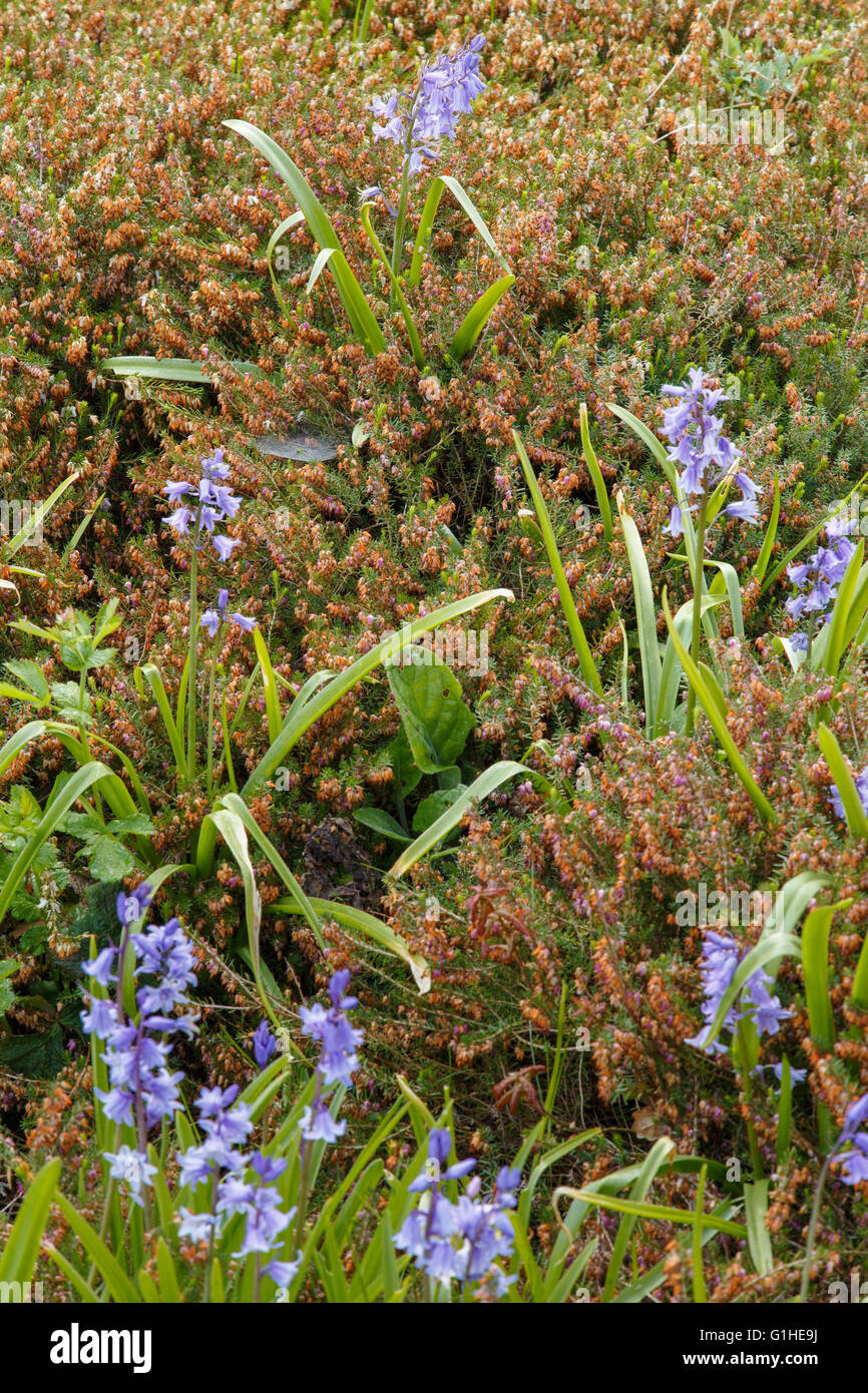 Heather carpet hi-res stock photography and images - Alamy