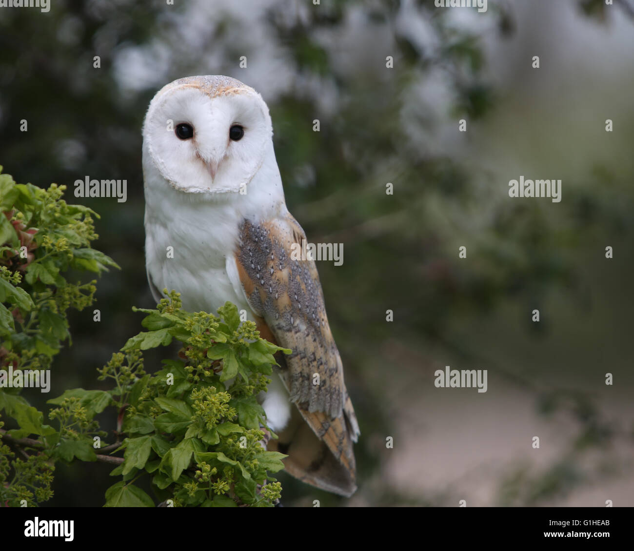 Barn Owl (Tyto Alba Stock Photo - Alamy