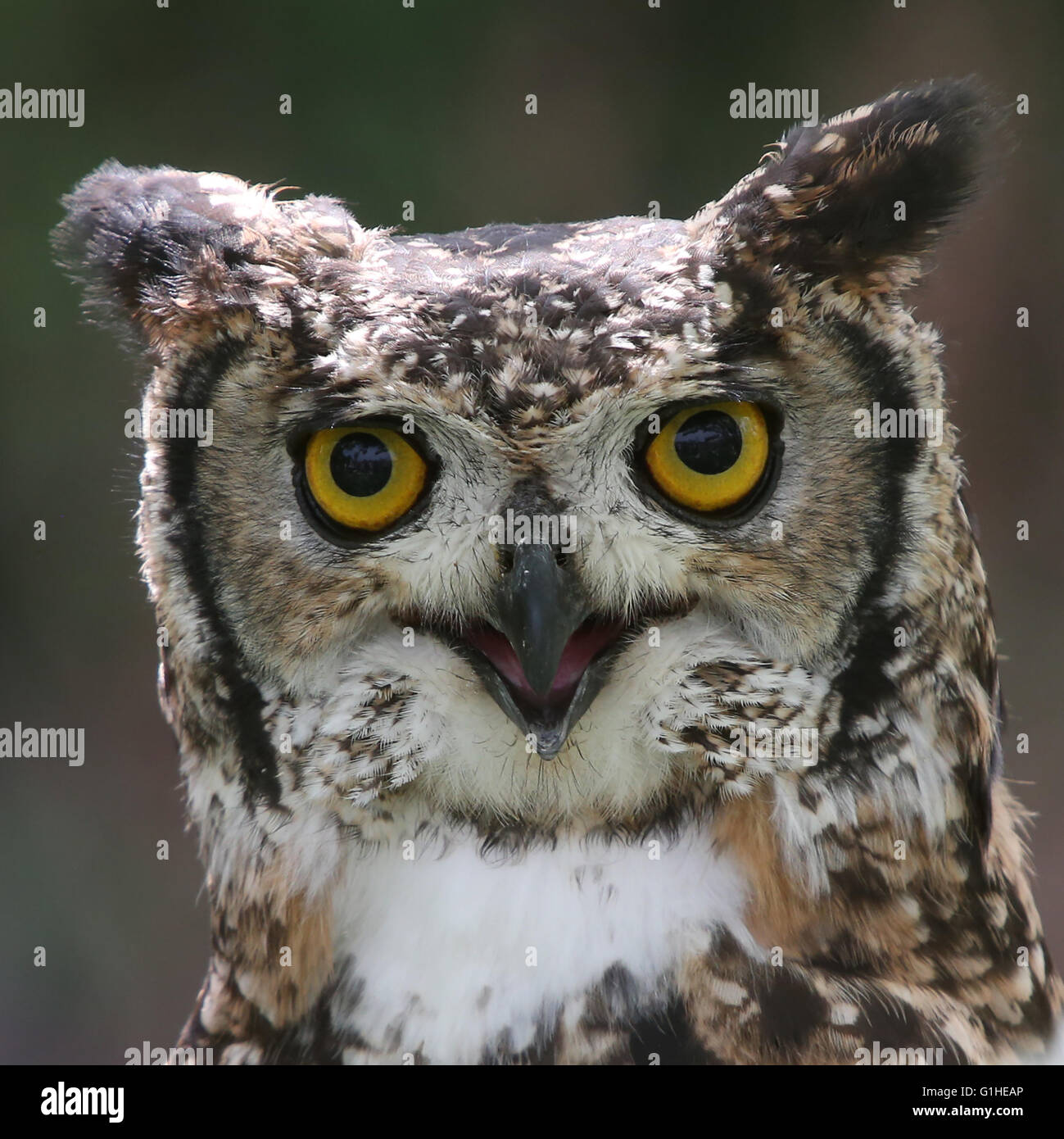 American Great Horned Owl (Bubo virginianus Stock Photo - Alamy