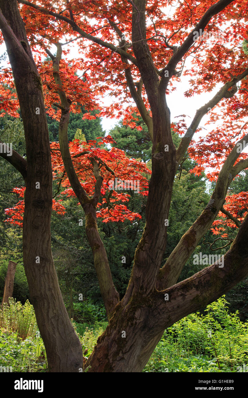 English Maple Tree High Resolution Stock Photography and Images - Alamy