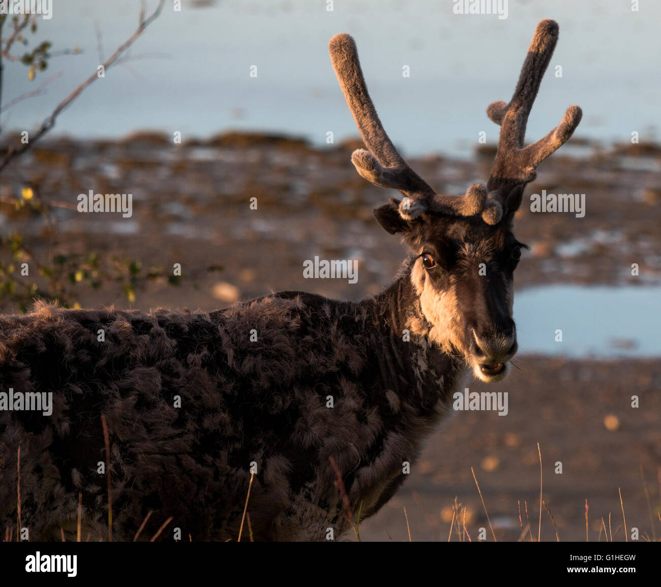 Finnmark reindeer hi-res stock photography and images - Alamy