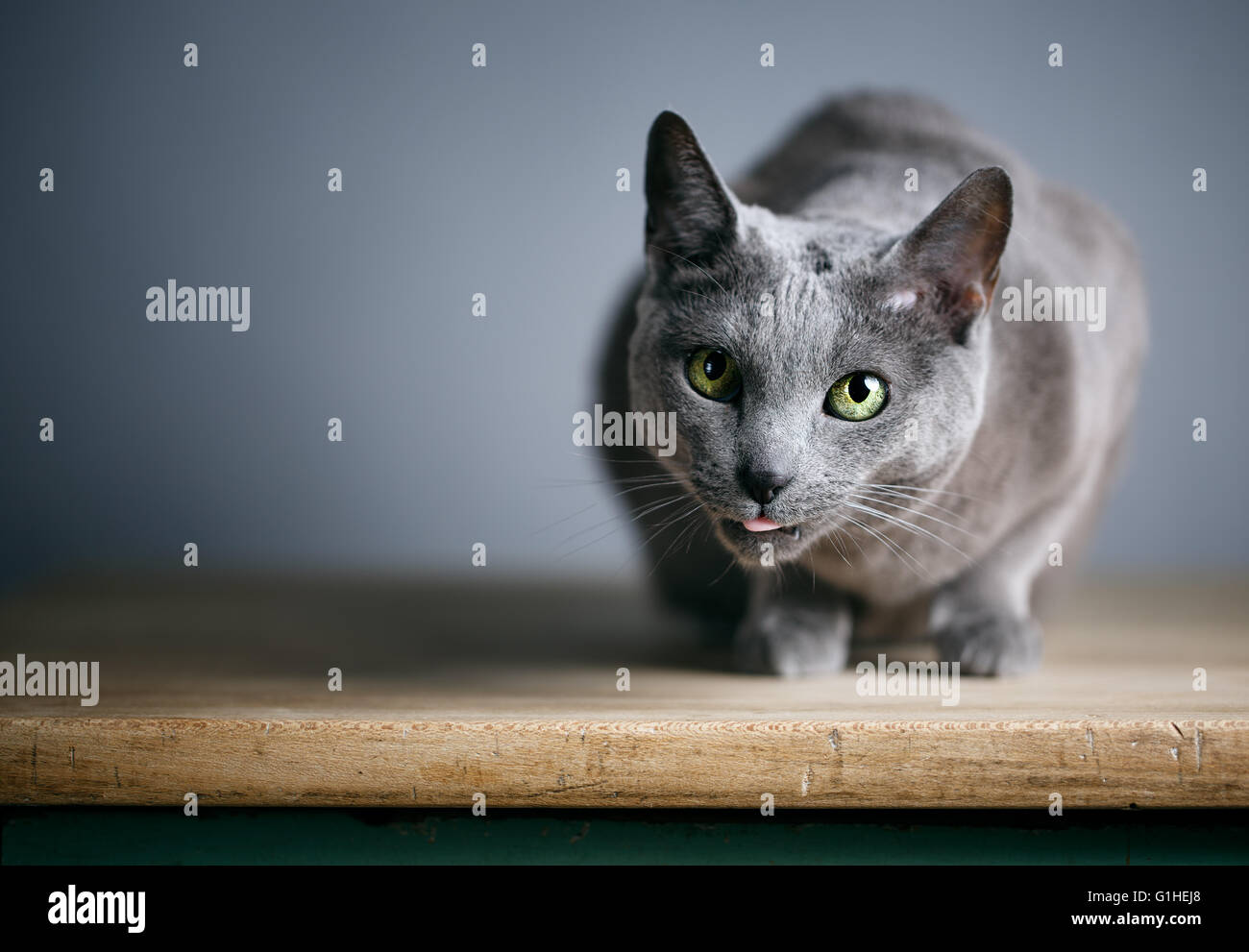 Portrait of a purebred Russian Blue Cat Stock Photo - Alamy
